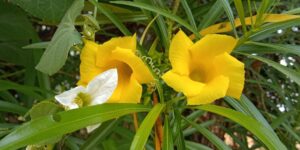 The Enigmatic Kaner Flower: A Thorny Beauty with Deadly Secrets