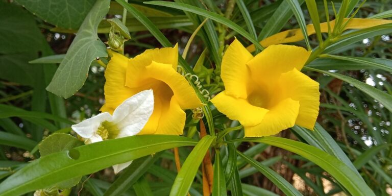 The Enigmatic Kaner Flower: A Thorny Beauty with Deadly Secrets